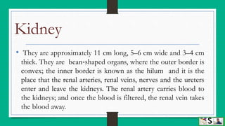 Urinary system (structure and function of kidney) english | PPTX