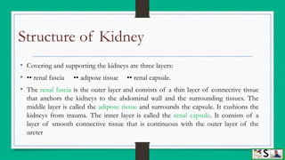 Urinary system (structure and function of kidney) english | PPTX