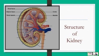 Urinary system (structure and function of kidney) english | PPTX