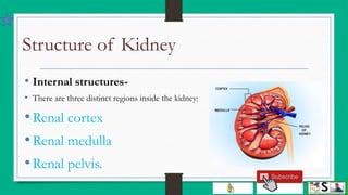 Urinary system (structure and function of kidney) english | PPTX