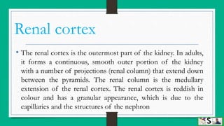 Urinary system (structure and function of kidney) english | PPTX