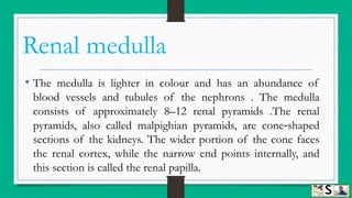 Urinary system (structure and function of kidney) english | PPTX