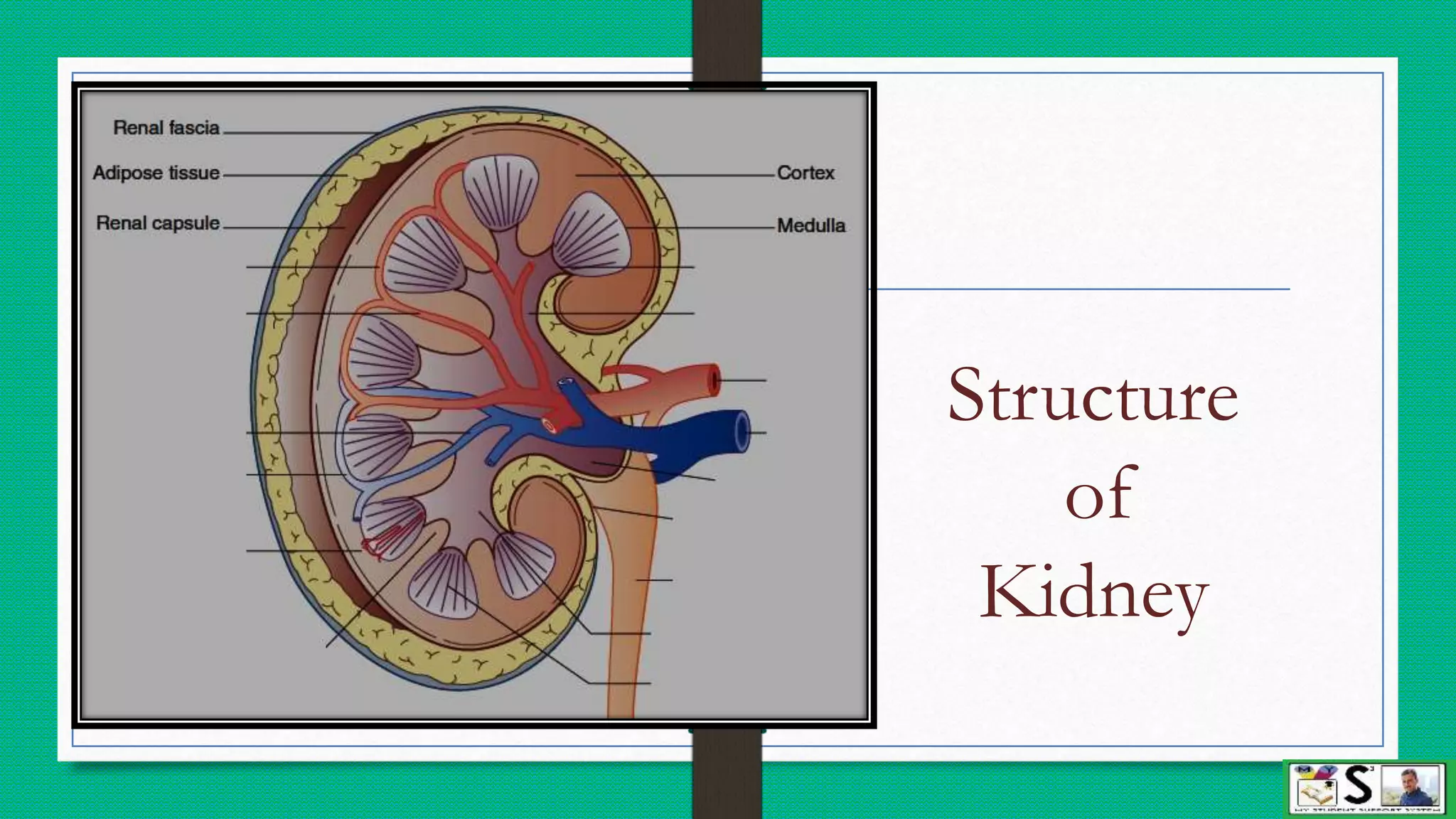 Urinary system (structure and function of kidney) hindi | PPTX