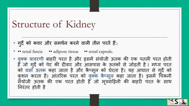Urinary system (structure and function of kidney) hindi | PPTX