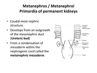 Urinary System & Suprarenal Gland.DK.pptx