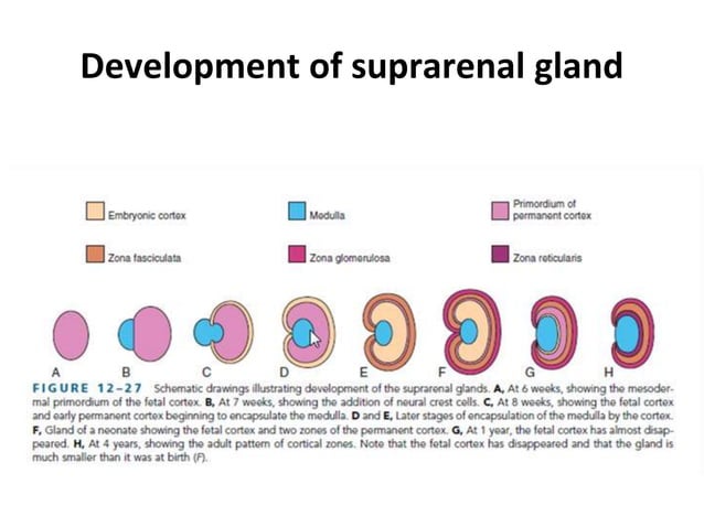 Urinary System & Suprarenal Gland.DK.pptx | Free Download