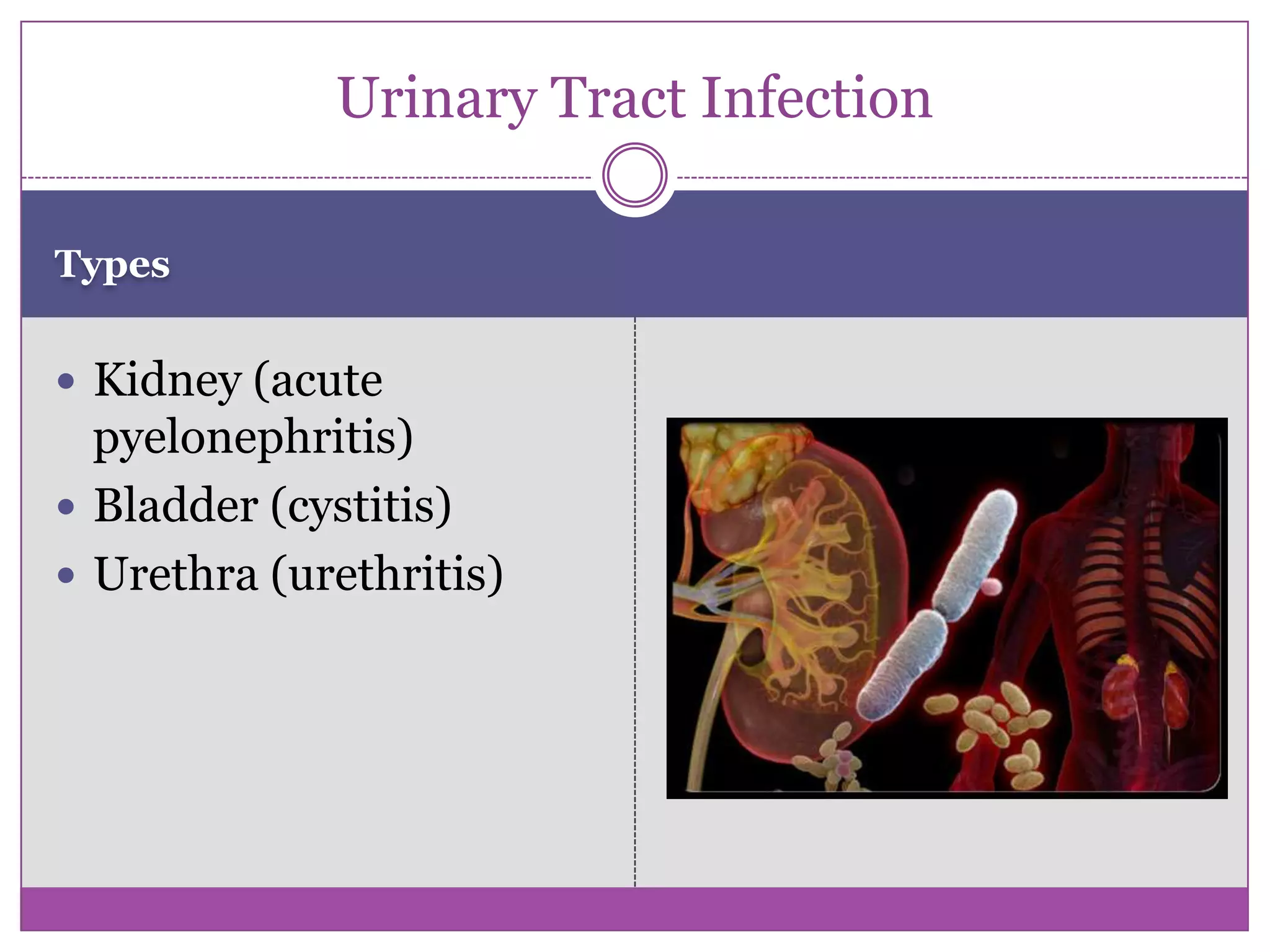 Urinary system terms | PPTX