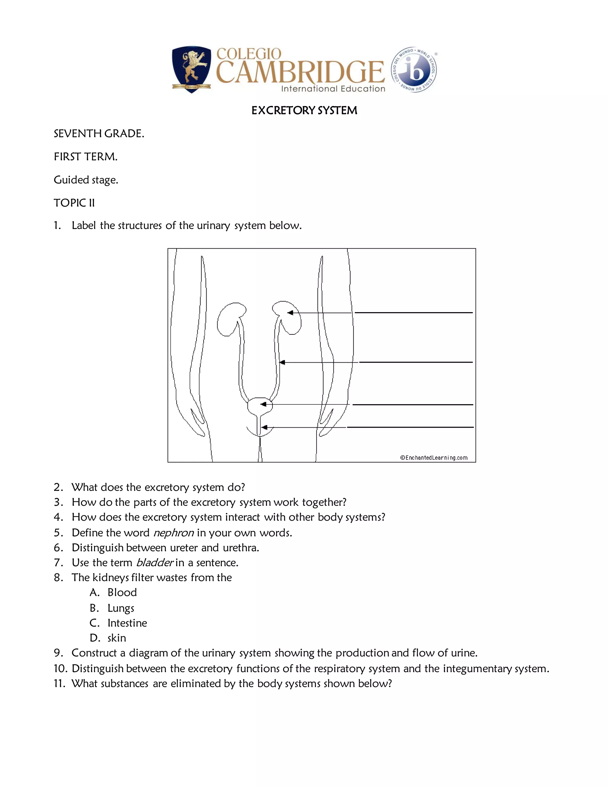 Excretoty system worksheet | PDF