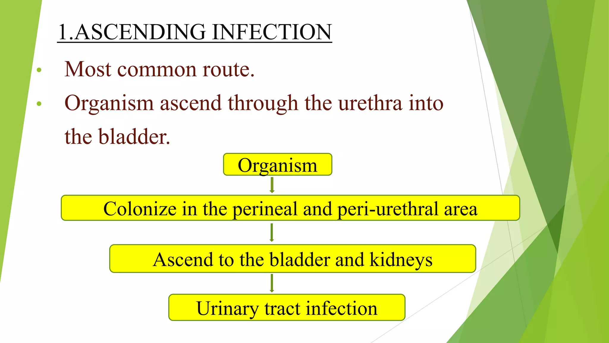 Urinary tarct infection | PPTX