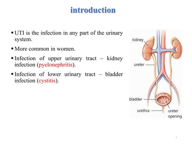 urinary track infection etiology ,cystitis,acute chronic pyelonephritis ...
