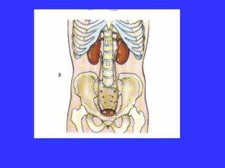 Urinary tract | PPT