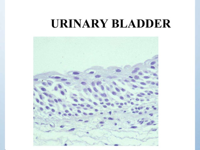 urinarytract-180126143744.pptx