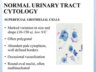 urinarytract-180126143744.pptx