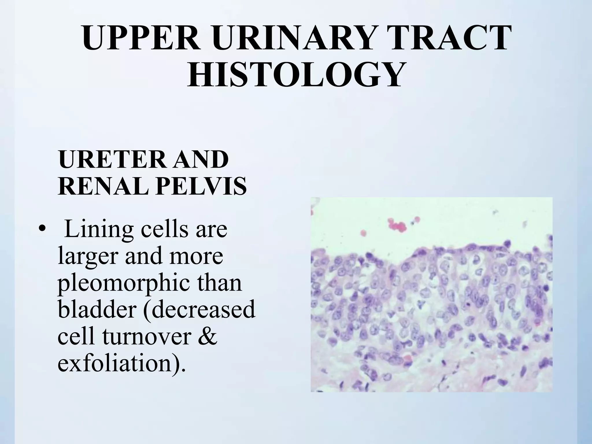 cytology of urinary tract | PPTX