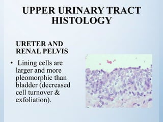 cytology of urinary tract | PPTX