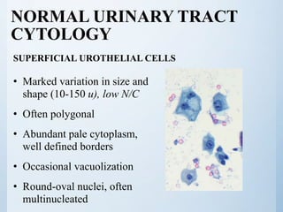 cytology of urinary tract | PPTX
