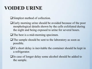 cytology of urinary tract | PPTX