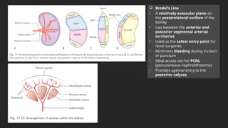 Anatomy of Urinary Tract and Congenital Anomalies – A Radiology ...