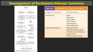 Anatomy of Urinary Tract and Congenital Anomalies – A Radiology ...