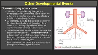 Anatomy of Urinary Tract and Congenital Anomalies – A Radiology ...