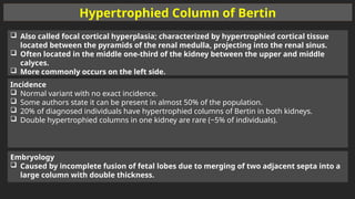 Anatomy of Urinary Tract and Congenital Anomalies – A Radiology ...