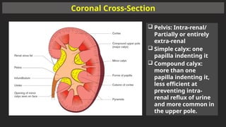 Anatomy of Urinary Tract and Congenital Anomalies – A Radiology ...