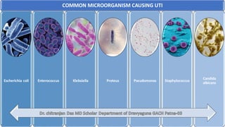 Urinary tract infaction | PPT