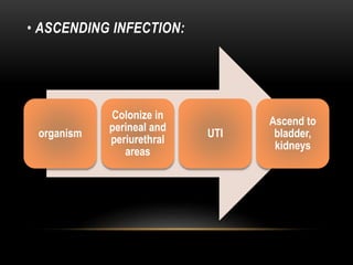 Urinary tract infection | PPTX