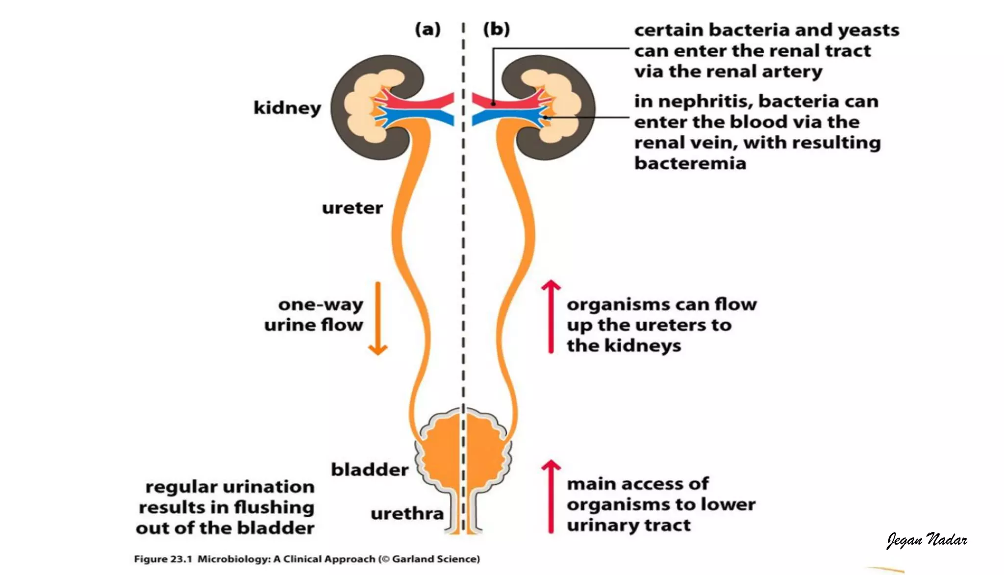 Pathophysiology of Urinary tract infection | PDF