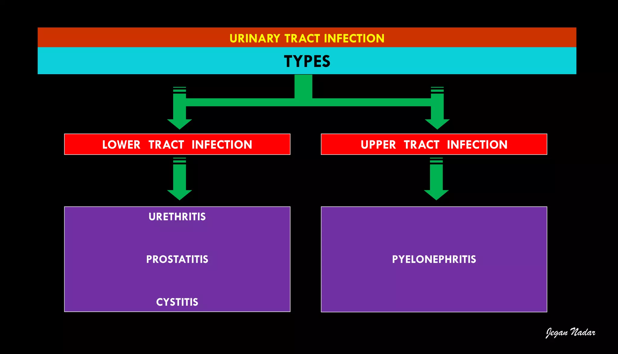 Pathophysiology of Urinary tract infection | PDF
