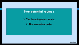 Pathophysiology of Urinary tract infection | PDF