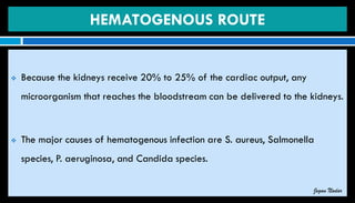 Pathophysiology of Urinary tract infection | PDF