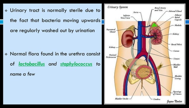 Pathophysiology of Urinary tract infection | PDF | Infectious Diseases ...