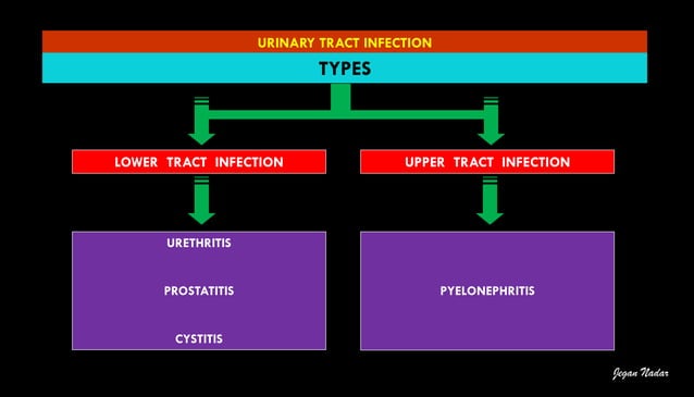 Pathophysiology of Urinary tract infection | PDF | Infectious Diseases ...