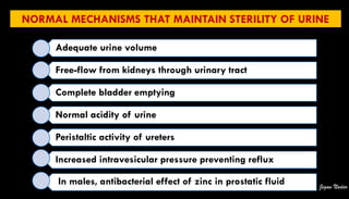 Pathophysiology of Urinary tract infection | PDF