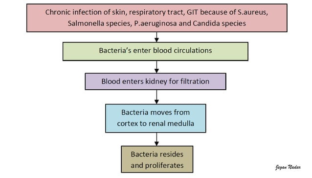 Pathophysiology Of Urinary Tract Infection