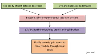Urinary Tract Infection Pathophysiology Diagram