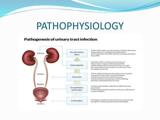 Urinary Tract Infection Pathophysiology