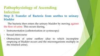 Urinary Tract Infection.pptx
