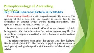 Urinary Tract Infection.pptx