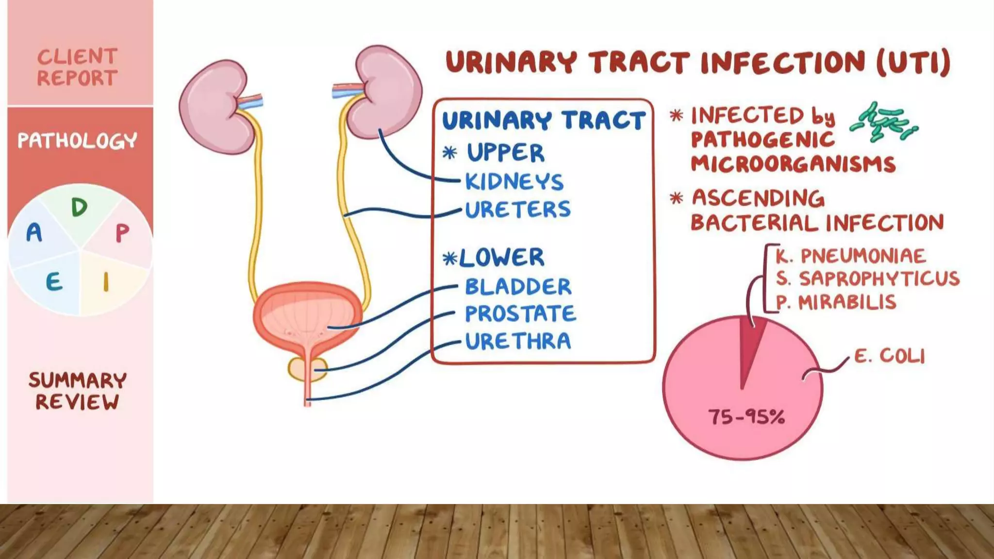 URINARY TRACT INFECTION.pptx