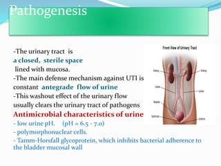 Urinary Tract I nfection.pptx