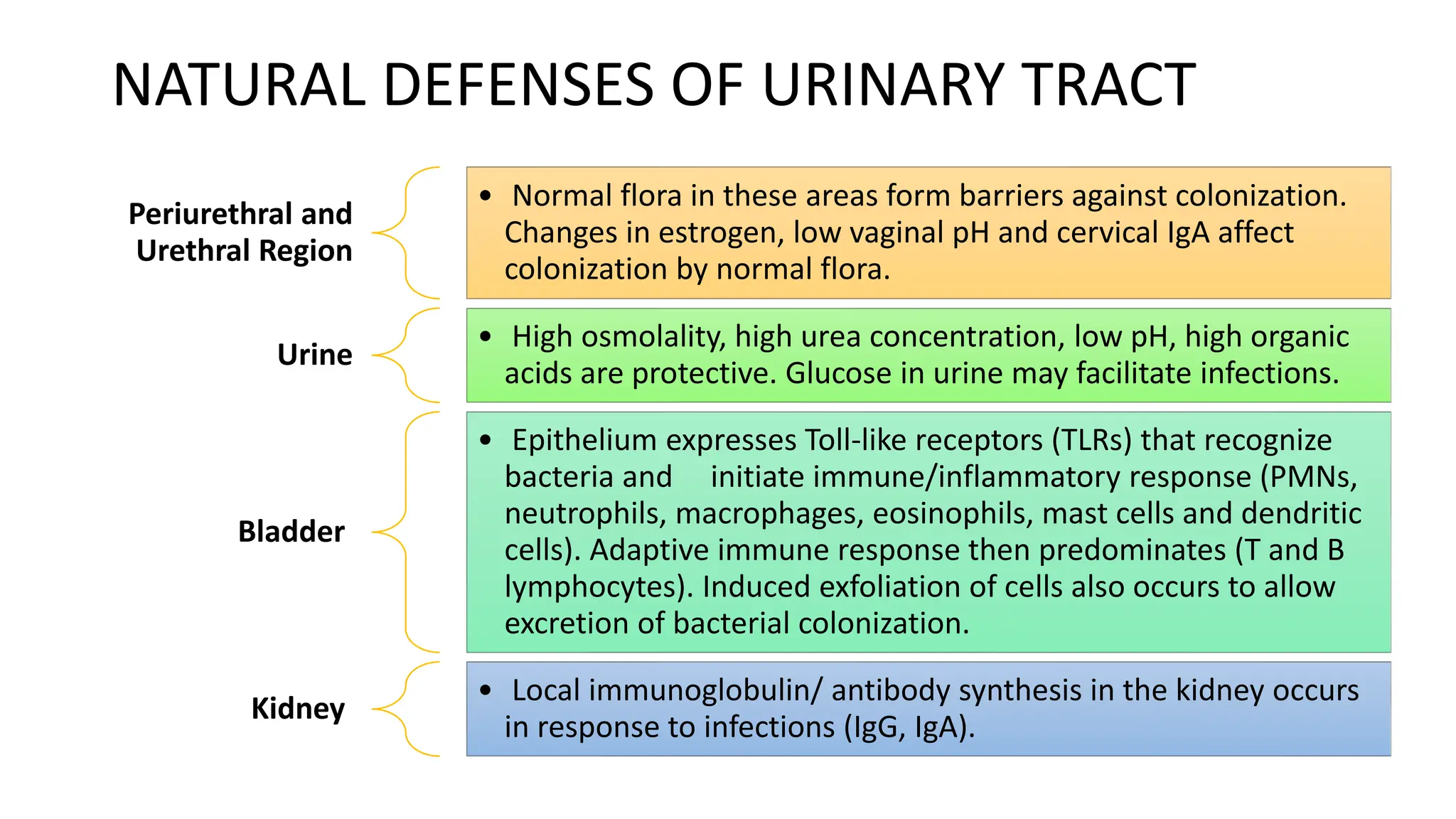 Urinary Tract Infection- for medical personnel | PDF