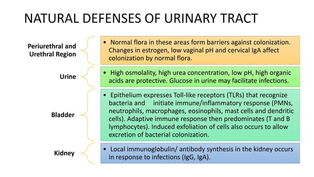 Urinary Tract Infection- for medical personnel | PPT