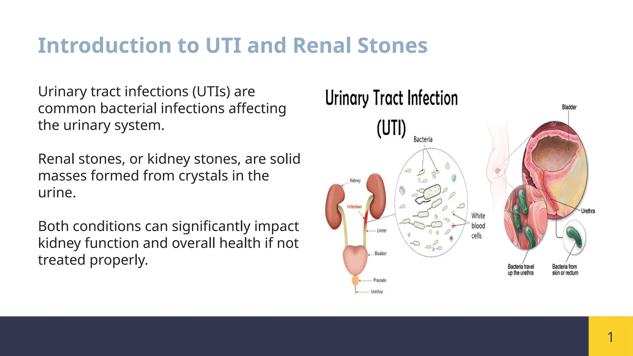 Urinary Tract Infection And Renal Stone Pathology.pptx