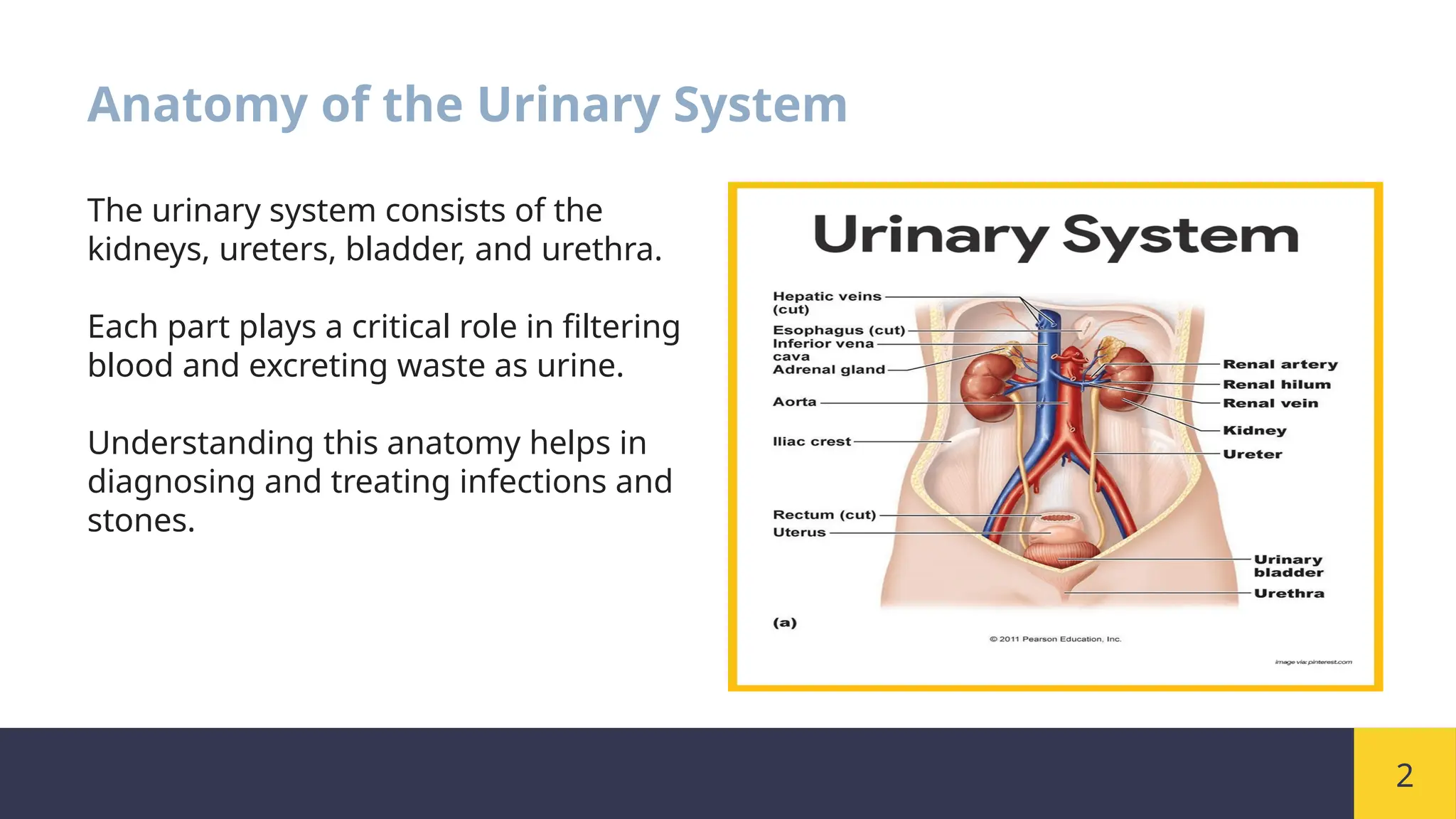 Urinary Tract Infection And Renal Stone Pathology.pptx