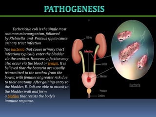 Urinary tract infection ppt | PPTX