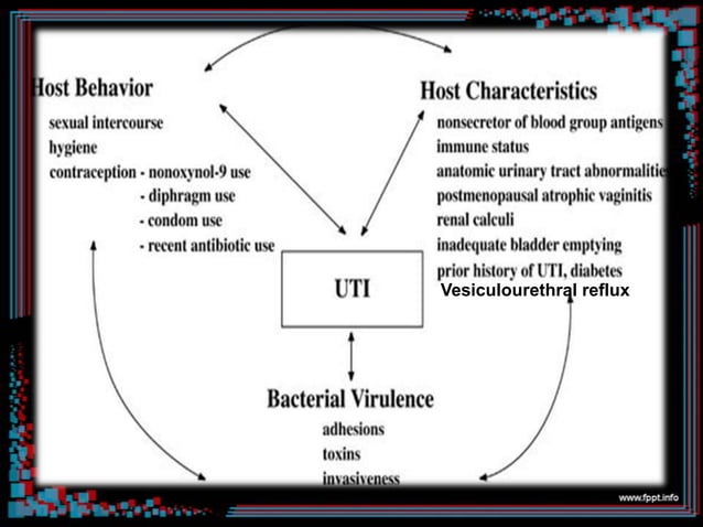 Urinary tract infections | PPTX | Infectious Diseases | Diseases and ...