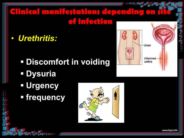 Urinary tract infections | PPTX | Infectious Diseases | Diseases and ...