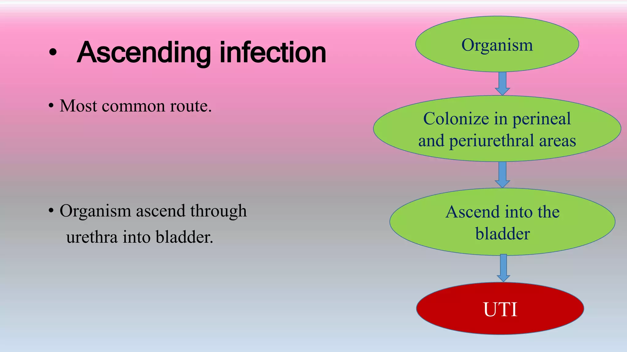 Urinary tract infections | PPTX
